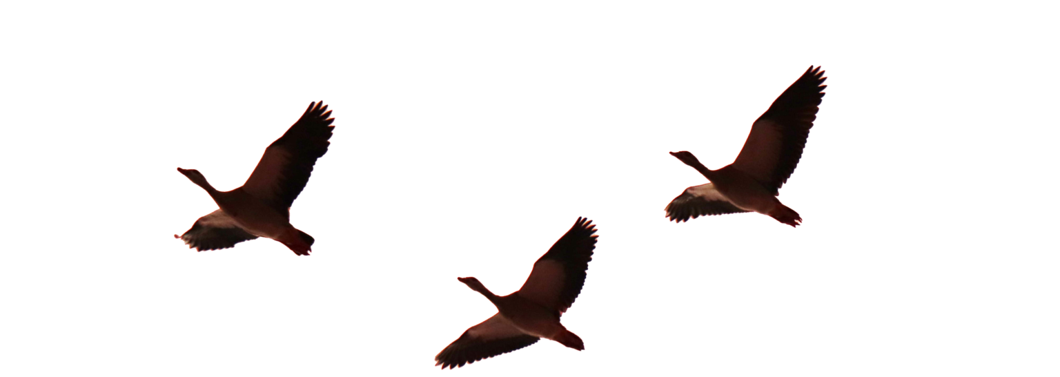 Wellbeing – at CTHS